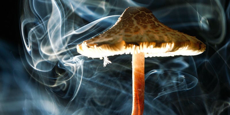 Should You Consider Smoking Magic Mushrooms 4529